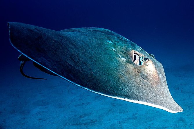 Guided Boat Dives for Certified Divers - Key Points