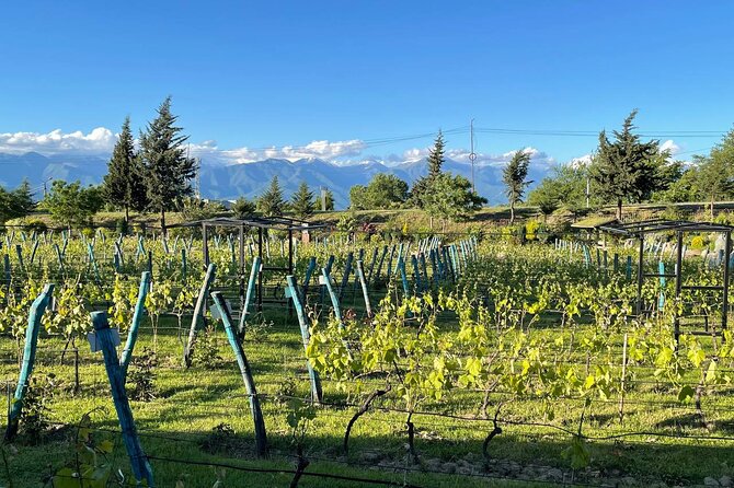 Kakheti.All inclusive Wine tour with family lunch