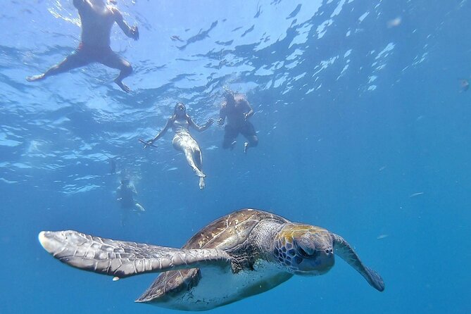 Kayak Safari with Dolphin and Turtle Watching in Guaza - Introduction: Exploring Tenerife’s Marine Secrets