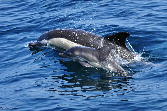 Excursion to Gibraltar with Dolphin Watching from Malaga - Transportation and Comfort