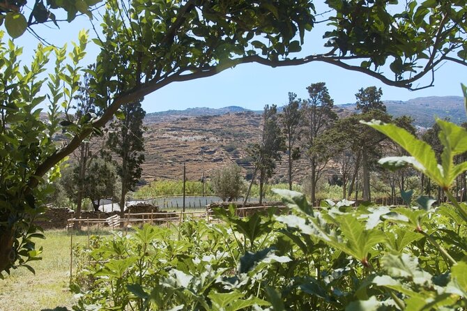 Farm to Table - Local Cooking Experience - What Makes This Tour Stand Out