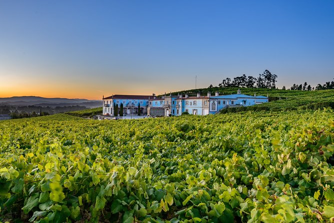 Guided tour of Bodegas Granbazán - An In-Depth Look at the Bodegas Granbazán Tour