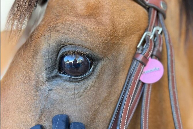 Horse Riding in Aveiro - Ílhavo - Key Points
