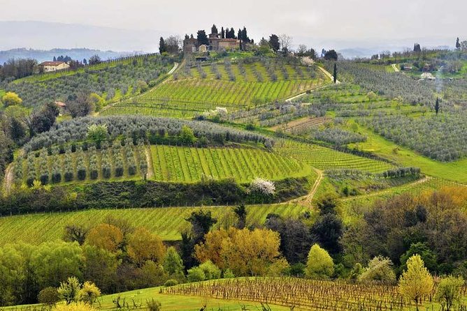 Private tour from Livorno port to Chianti Wine Region - The Experience Overview