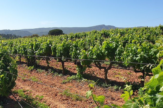 Private Tour of Azeitão / Palmela / Setúbal Wines - An In-Depth Look at the Tour Experience