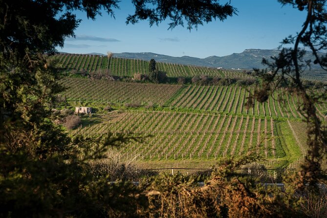 Private Wine & Food Pairing at Silva Winery (10 labels)