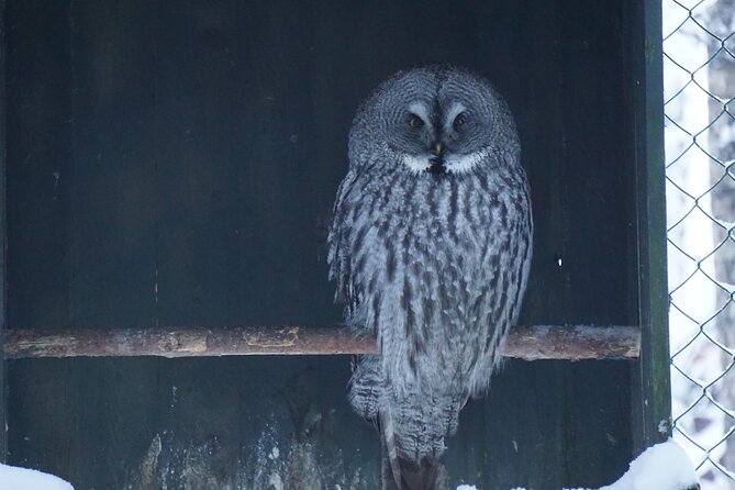 Ranua Zoo- Guided day tour from Rovaniemi - In-Depth Look at the Tour Experience