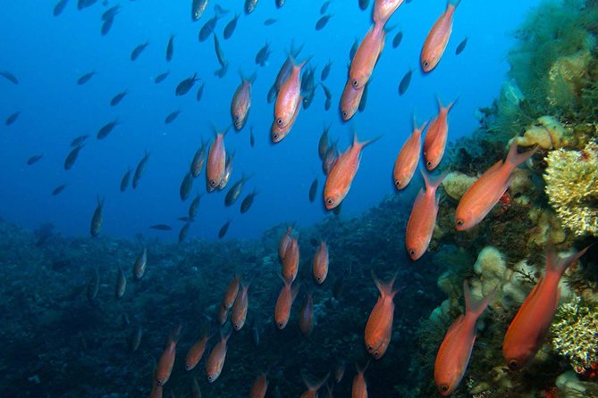 Snorkeling tour around the Isola Bella Nature Reserve - Itinerary Breakdown: What to Expect at Each Stop