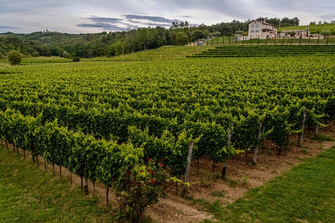 Stancija Collis: A Winery Adventure Tour in Rovinj - Analyzing the Value