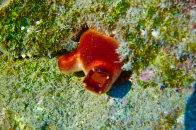 TRY SCUBA DIVING with a Dedicated Instructor - What You Can Expect from the TRY SCUBA DIVING Experience in Tenerife