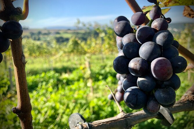 Wieliczka Vineyard: Wine tasting with local snacks - A Closer Look at the Tour
