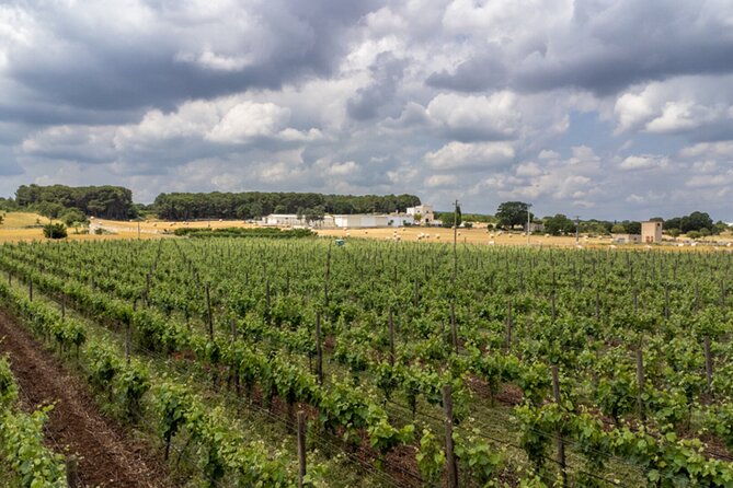 Wine and Food Pairing Experience at Alberobello Winery