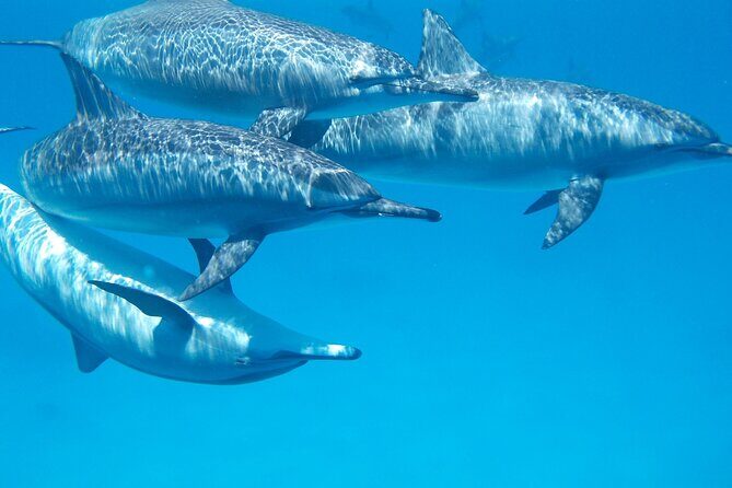 2-Hour Dolphin Sunset Tour from Giardini Naxos