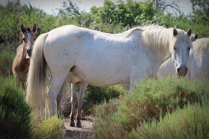 Aigues Mortes: 4x4 photo safari in the Camargue