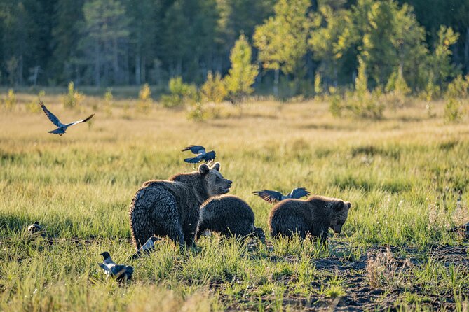 Bear and Arctic Animals 2 Day Trip from Rovaniemi