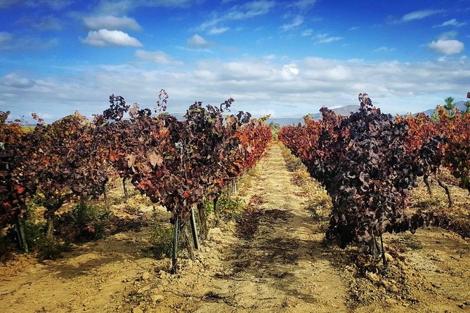 Cagliari: Wine and Cheese Tasting Private Experience
