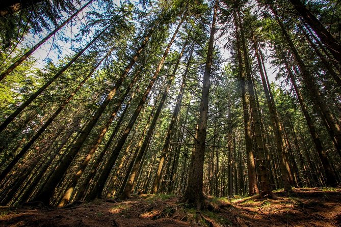 Carpathians in Romania: Piatra Craiului National Park with native Spanish guide.