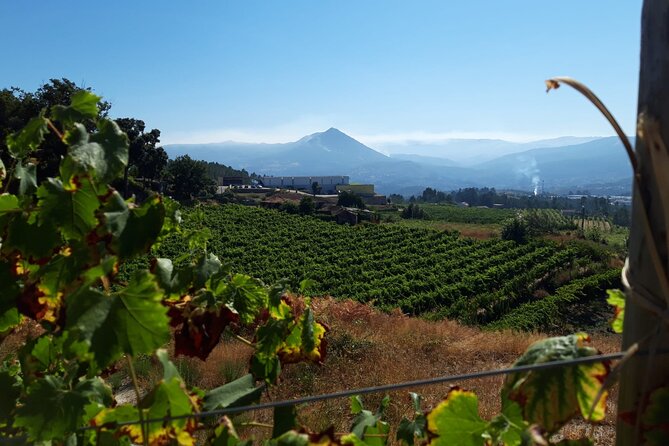 Classic Tasting | Quinta de Santa Cristina Vinho Verde