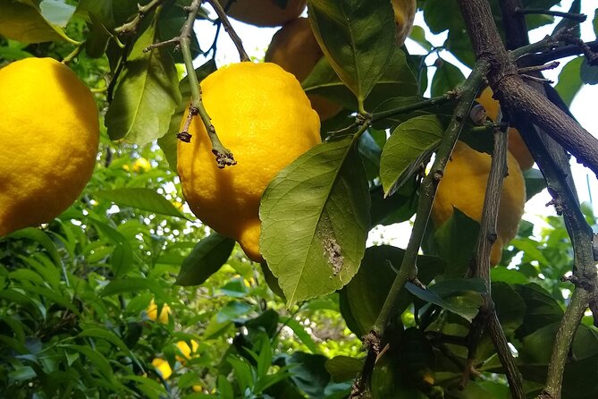 Cooking class in Capri for small groups