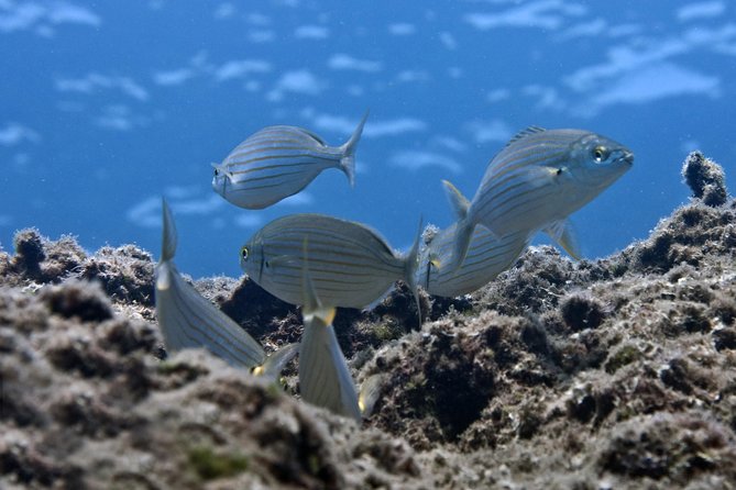 Crete Introductory Scuba Diving Experience