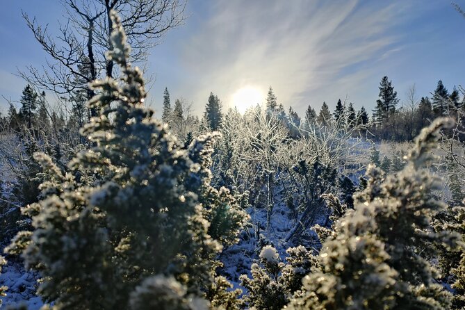 Discover Inari: Reindeer Farm, Siida Museum & Open Fire Lunch