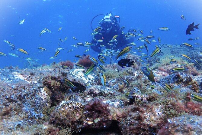 Discover Scuba Diving, Tenerife. Photos and videos included