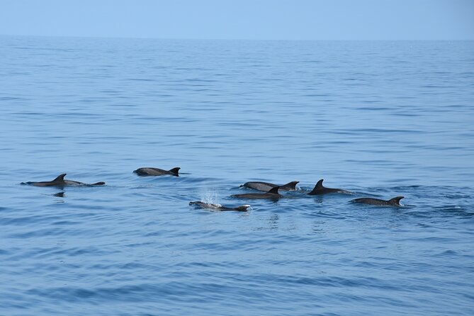 Dolphin Sightseeing Boat Tour from Benalmadena