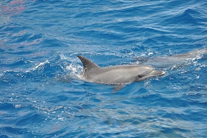 Dolphin Watching Boat Excursion to Figarolo Island from Olbia