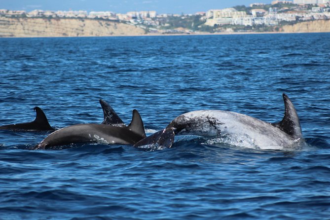 Dolphin-Watching in Marina de Lagos