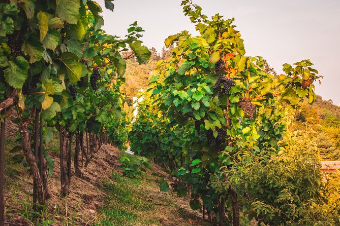 Full Day Private Tour to Kutná Hora with Wine Tasting