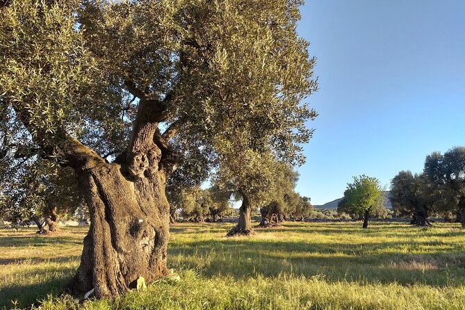 Full-day Salento Wine and Food Tour