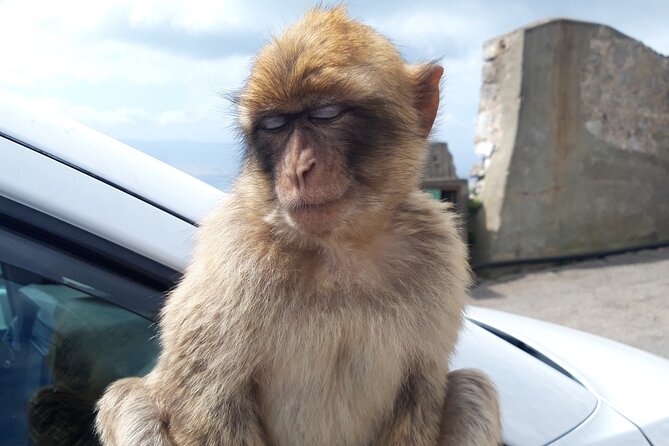 Gibraltar Sightseeing : Classic Shore Excursion (Private)