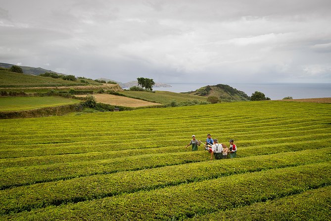 Half day Gorreana - Pedestrian Walk and Tea Tasting (Min. 2 persons)