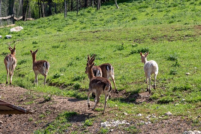 Half-Day of Horseback Adventure with Wine Tasting