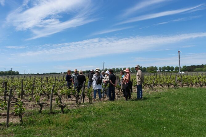 Loire Valley Wines Private Day Tour with Tastings from Tours or Amboise
