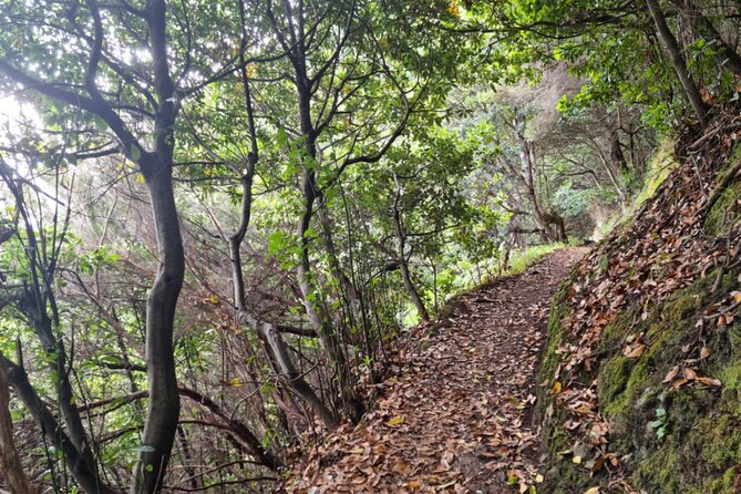 Madeira Porto da Cruz to Machico Self Hiking Tour with Transfer