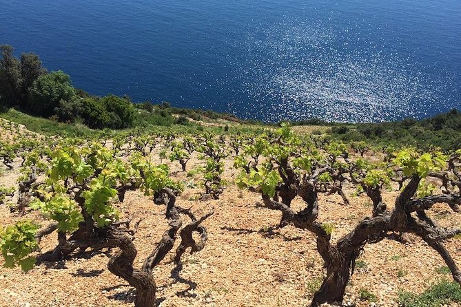 Peljesac and Ston Private Wine Tour with Tastings from Dubrovnik