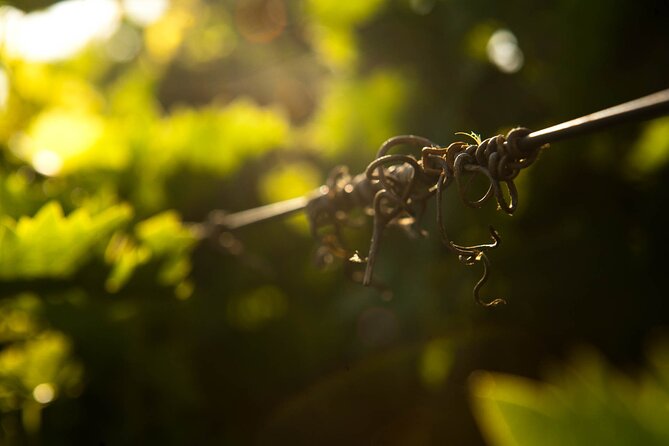 Private Cretan Gastronomic experience Winery visit with Tastings & Cooking Class