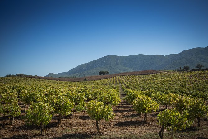 Private Lisbon Arrábida Wine Tour: Scenery, Food & Wines