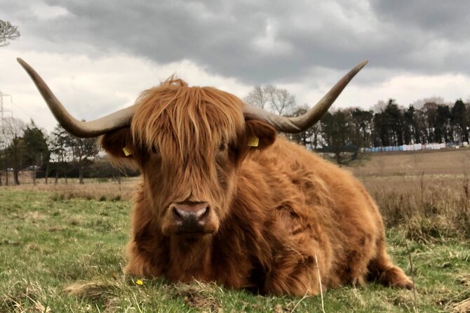 Private Luxury Shore Excursion Driving Tour to Stirling Six Hours Long