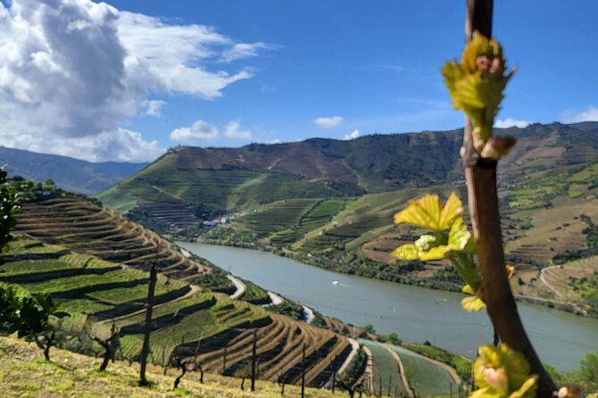 Private Tour in the Douro with Family Vineyards and Miradouro