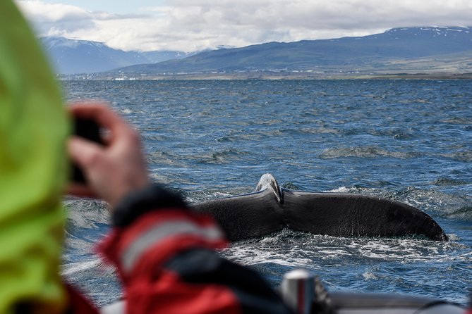 RIB boat express: Whales, Eyjafjord and Akureyri