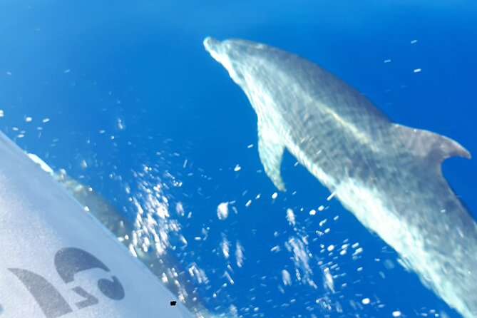 SEA SAFARI Dolphins, Whales, 3h speedboat DISCOVERY-TOUR