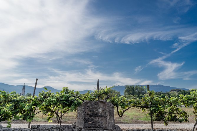 Seafood Lunch & Wine Tasting with Scenic Golf Cart Tour