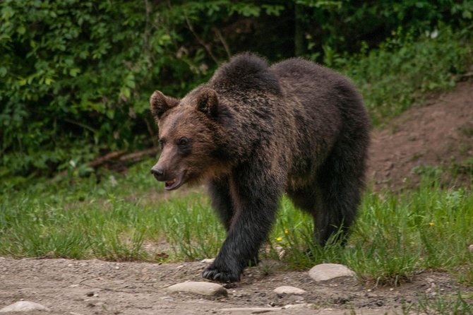Small-Group Brown Bear-Watching Experience from Brasov