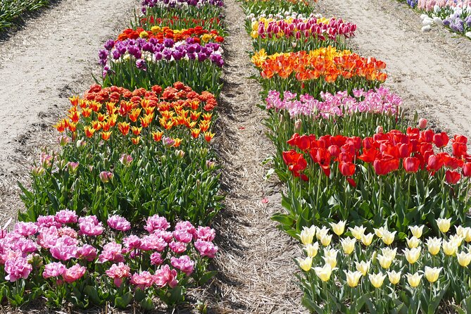 Taking Pictures in the Tulip Field at De Tulperij