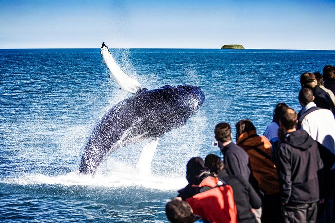 Traditional Oak Ship Whale Watching Tour From Husavik