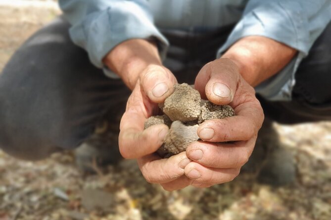 Truffle Hunting, Culinary & Wine Celebration from Elounda
