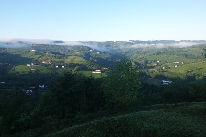 Visit among vineyards and wine cellar with wine tasting in Nizza Monferrato