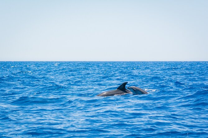 Whale & Dolphin Observation on Silent Catamaran with Hydrophone